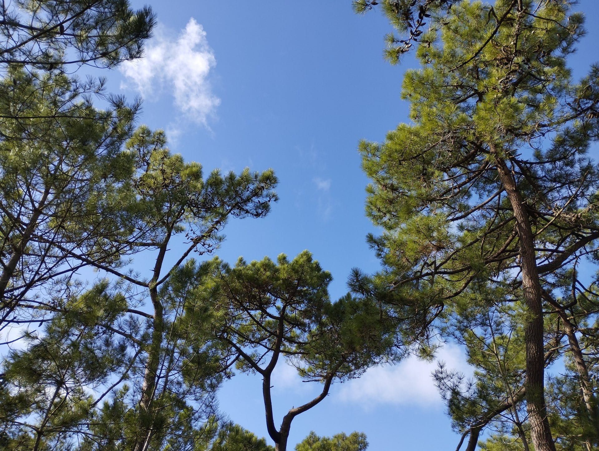 Diminution du puits de carbone forestier, soyons dans l’action